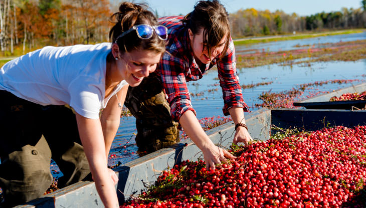 Cranberry festivals and flavours | Destination Ontario