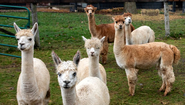 Alpaca farms | Destination Ontario