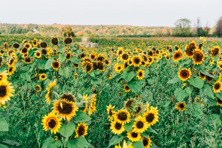 Sunflower farms and fields | Destination Ontario