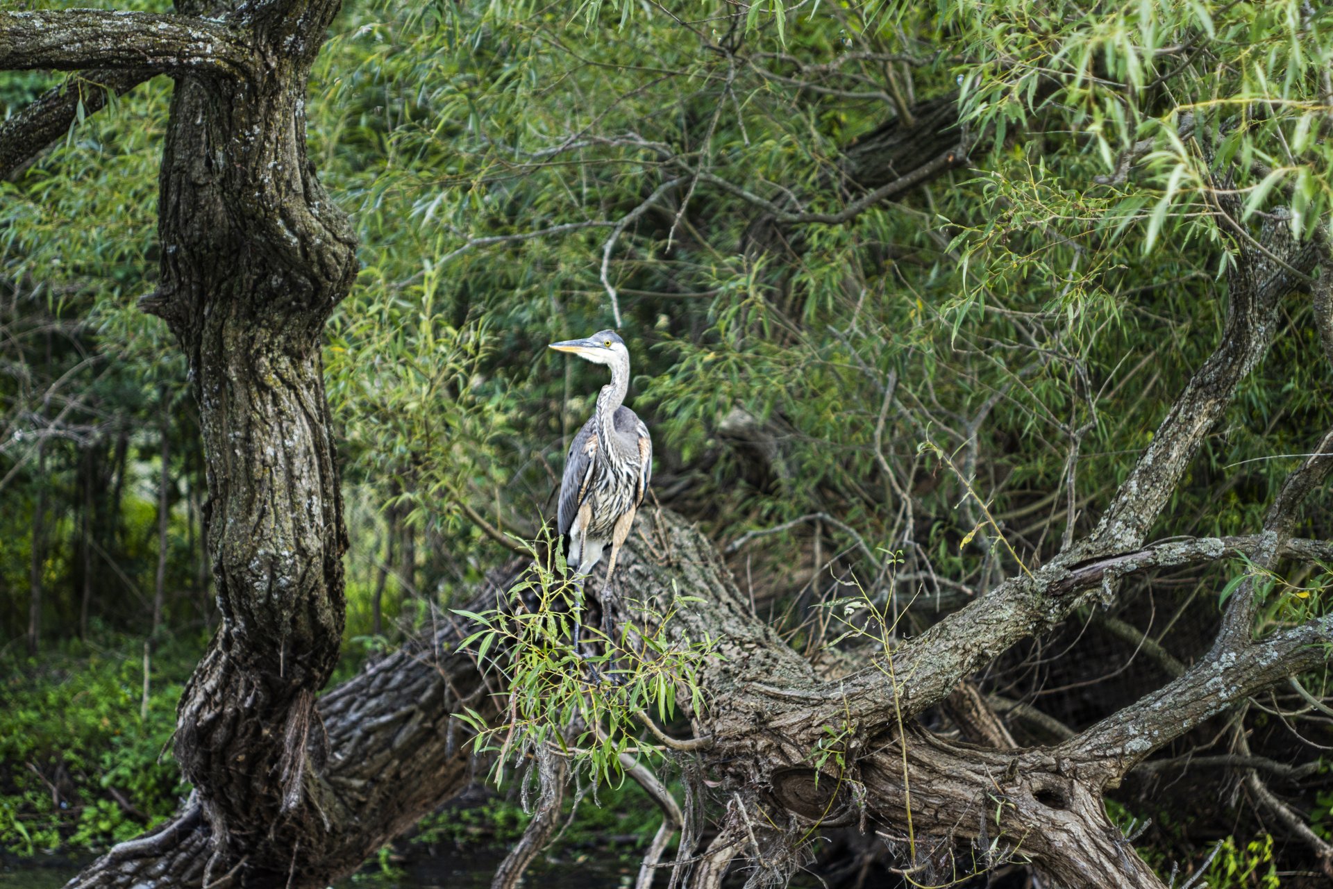 Urban bird watching | Destination Ontario