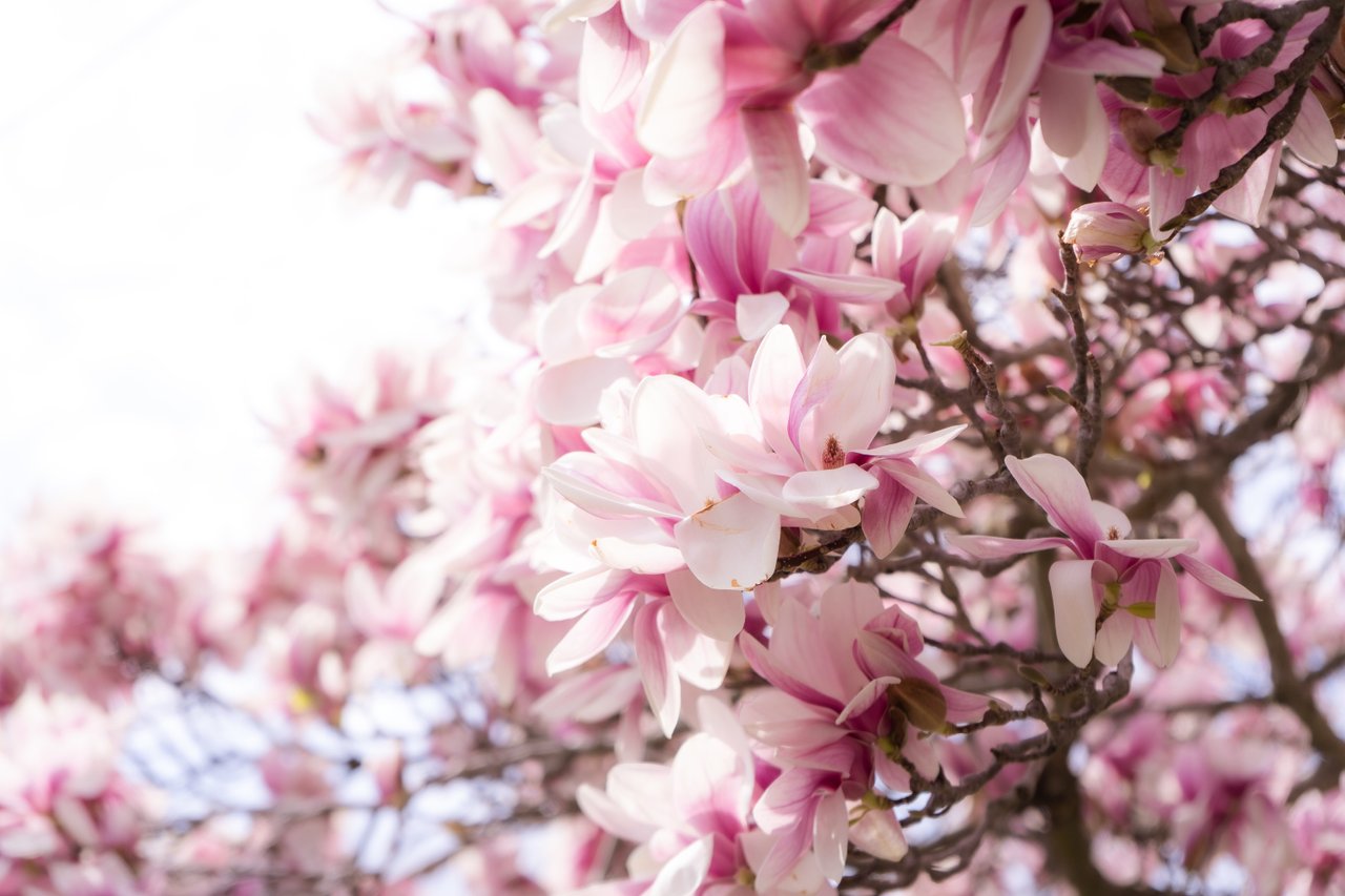 Spring at its most spectacular | Destination Ontario