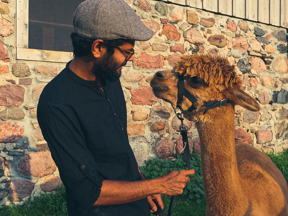 Alpaca farms | Destination Ontario