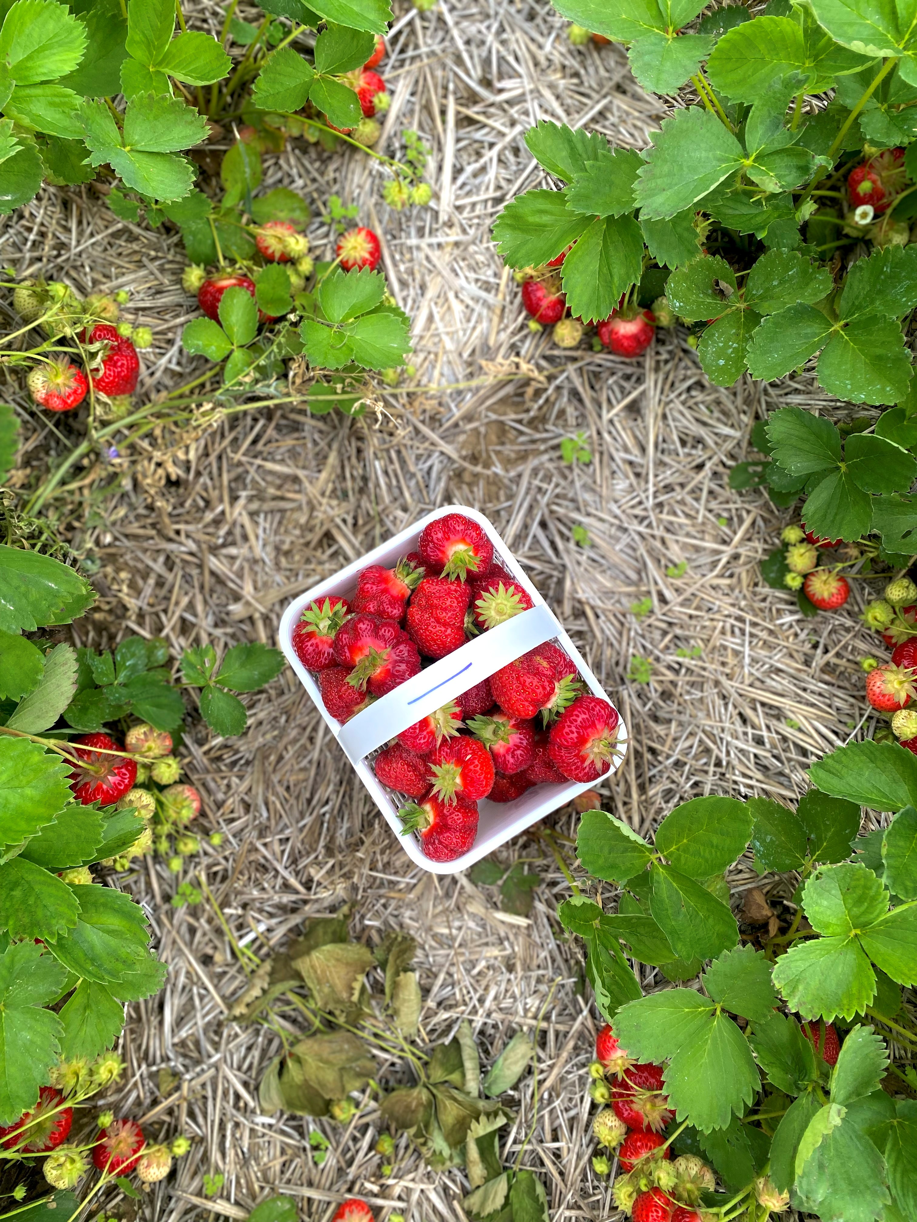 Where to pick summer fruits | Destination Ontario