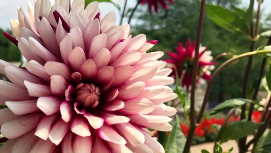 Gardens and conservatories | Destination Ontario